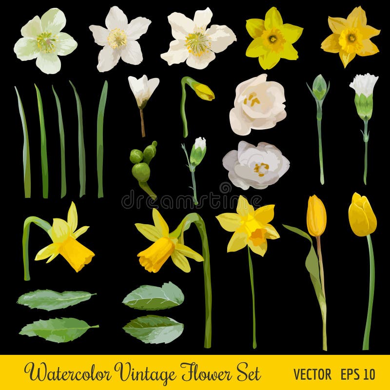 Vintage Flower Set - Spring Flowers Stock Vector - Illustration of ...