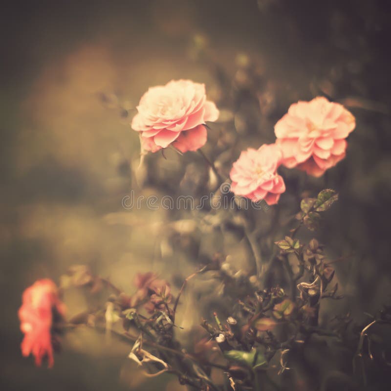 Vintage flowers stock photo. Image of abstract, decay - 19906746