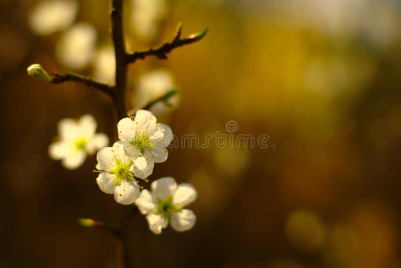 Vintage Flowers in Spring Sunset Stock Image - Image of warm, nature ...