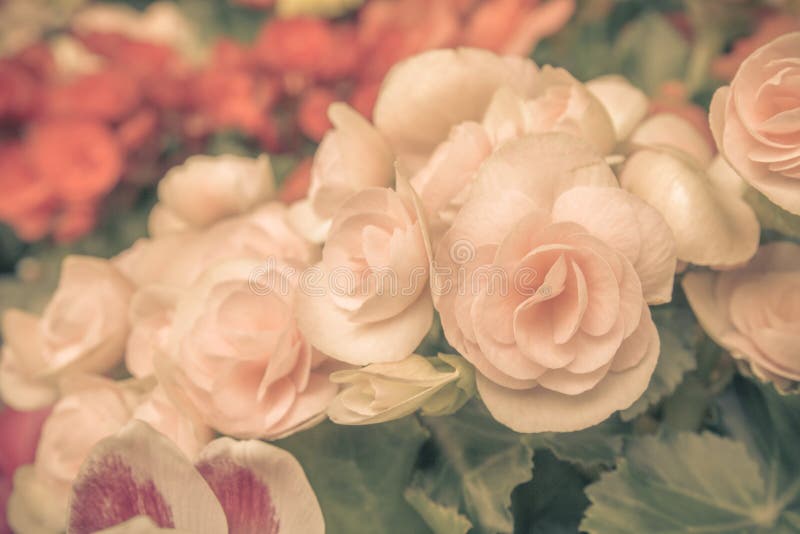 Vintage Flowers stock photo. Image of historic, crumpled - 36258266
