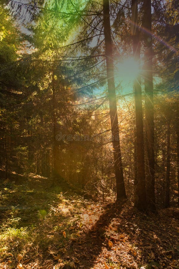 Vintage Forest Background Texture Stock Photo - Image of magic, autumn ...