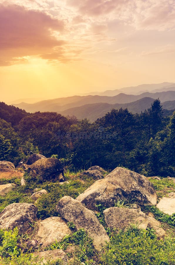 Vintage Forest Background on Top View Stock Photo - Image of ...