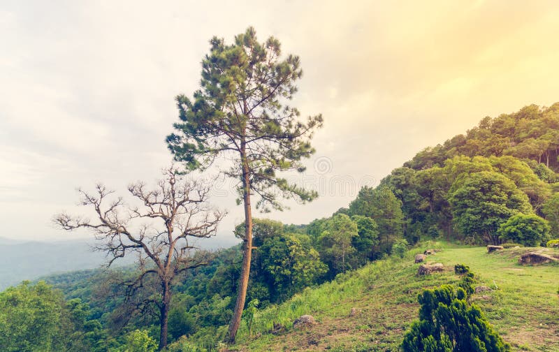 Vintage Forest Background on Top View Stock Image - Image of retro ...