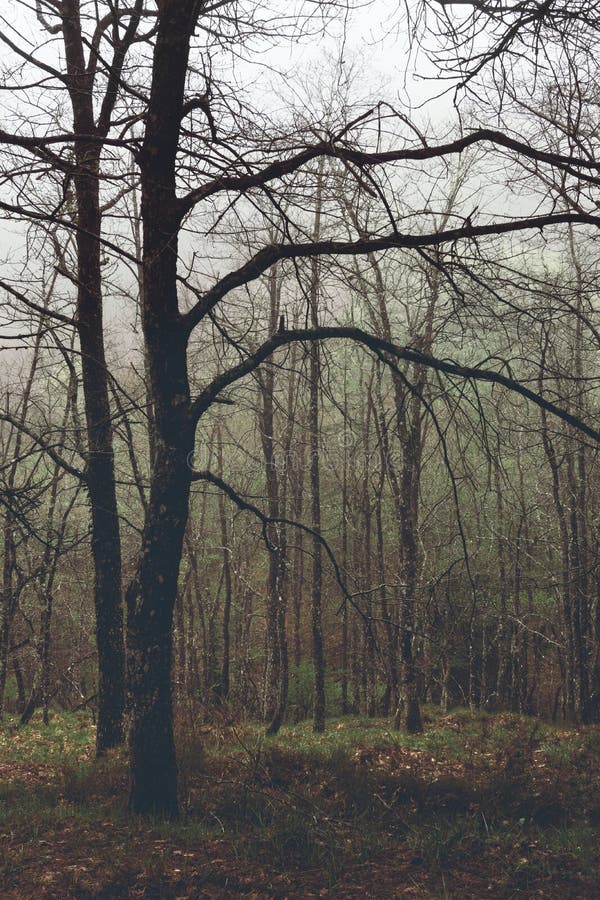 Vintage Forest Green and Amber Goblets Stock Image - Image of green ...