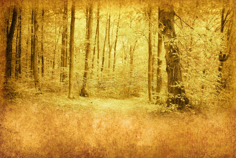 Vintage forest photo stock photo. Image of spotted, damaged - 10424272