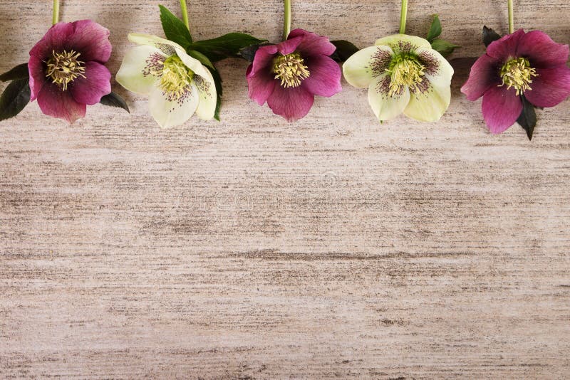 Rustic Spring Flower Wallpaper