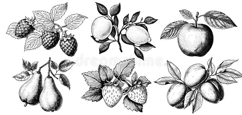 Vintage Fruit Vector Vintage Fruit Vectors Download Free