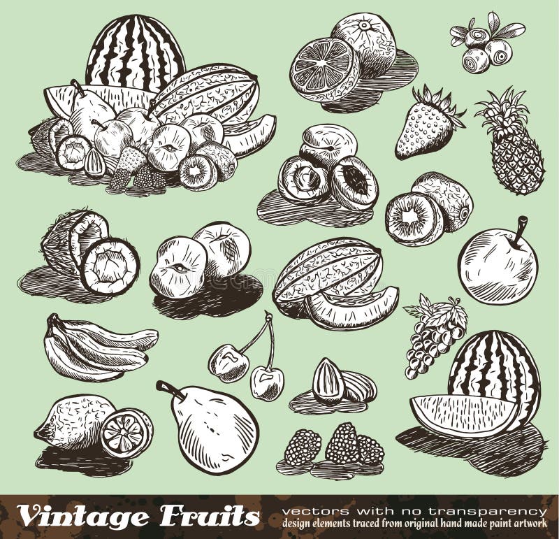 Vintage Fruit Vector