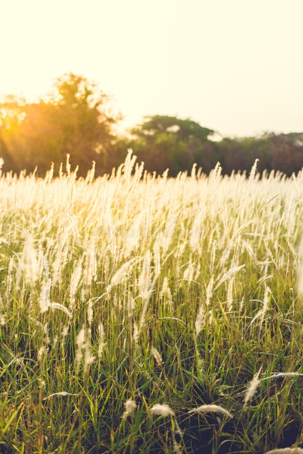 Vintage of Grass Swaying in the Afternoon Stock Image - Image of flower ...