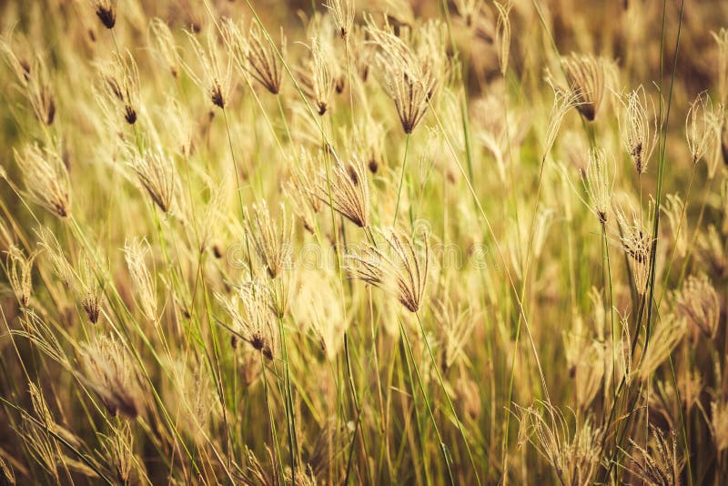 1,016 Vintage Meadow Grasses Stock Photos - Free & Royalty-Free Stock ...
