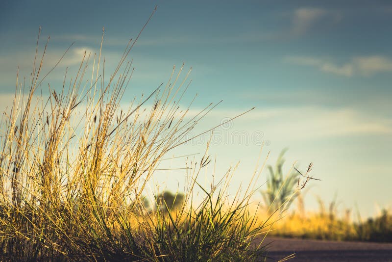 Vintage grasses stock photo. Image of background, meadow - 32161316