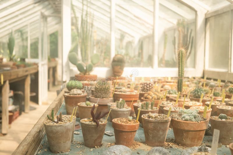 Vintage Greenhouse with Varied Cactus Collection in Rustic Pots Stock ...