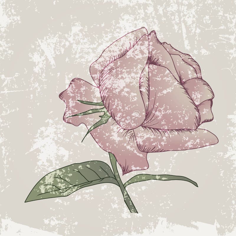 Vintage Grunge Rose Background Stock Vector - Illustration of petal ...