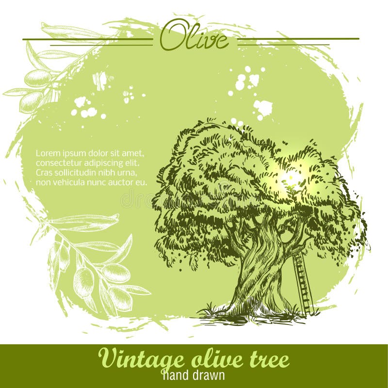 Vintage Hand Drawn Olive Tree and Olive Branch Stock Vector ...