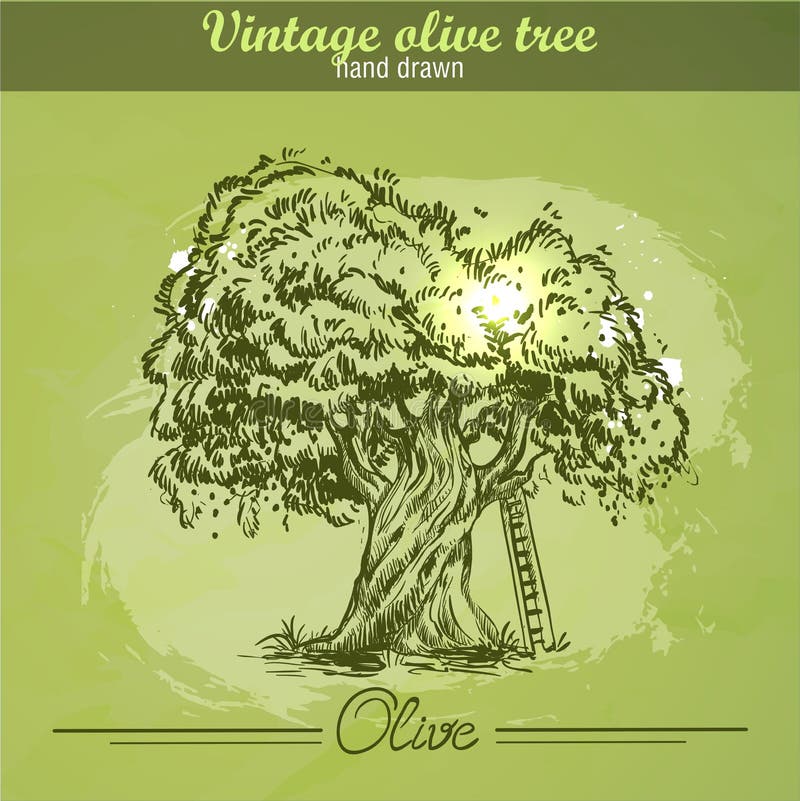 Vintage Hand Drawn Olive Tree Stock Vector - Illustration of doodle ...