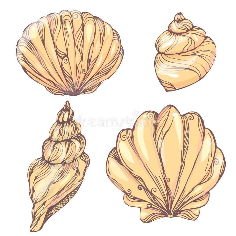 Sea Shells Sketch Set. Hand Drawn Vector Drawing of Different Types Sea ...