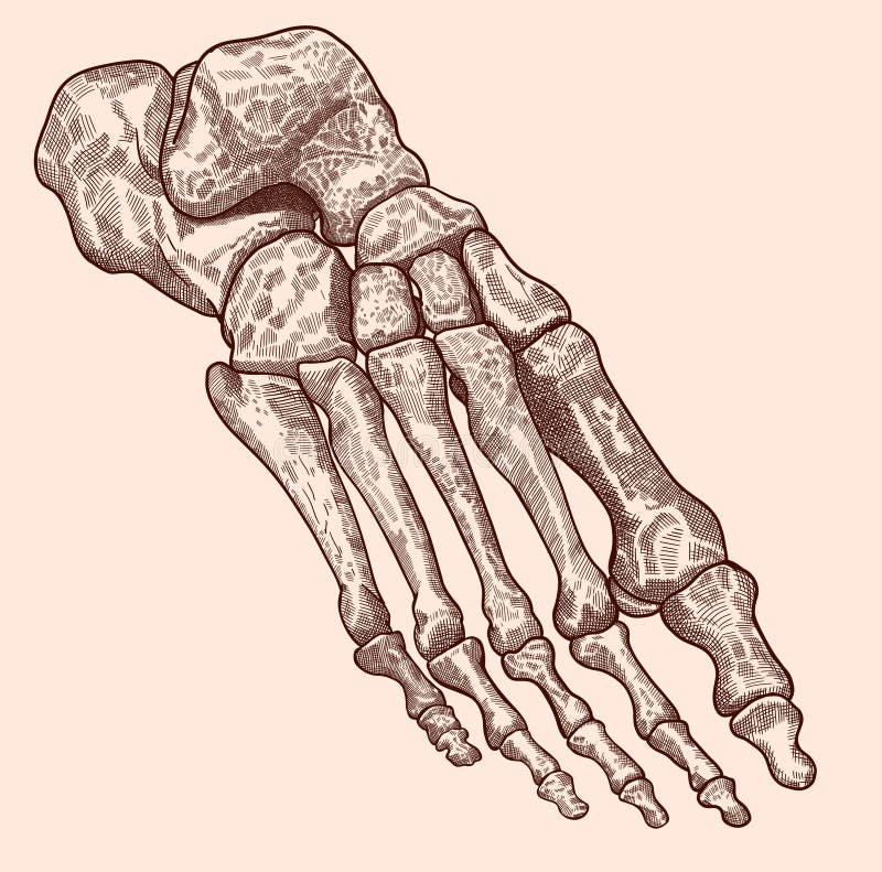 Vintage, Hand Drawn, Pen and Ink Drawing, Foot Bones Illustration ...