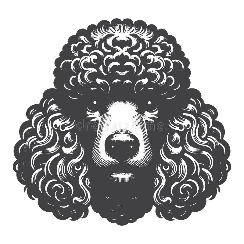 Vintage Hand Drawn Poodle Head Front View Elegant Engraved Vector ...