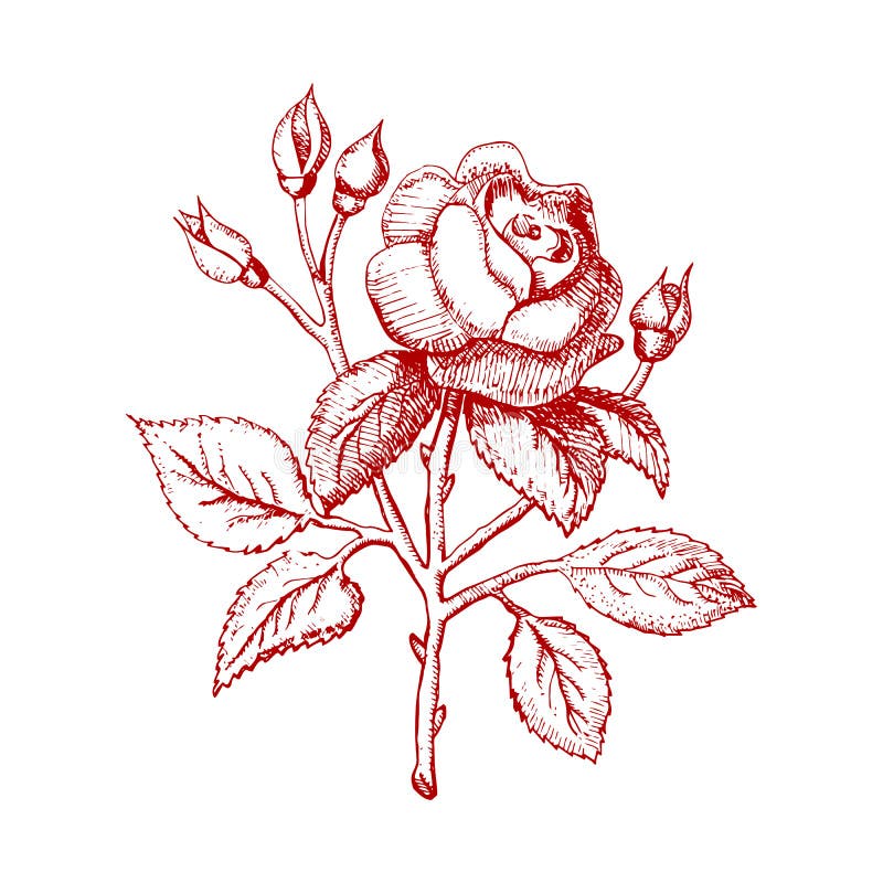 Vintage Hand Drawn Rose. Vector Illustration Stock Vector ...