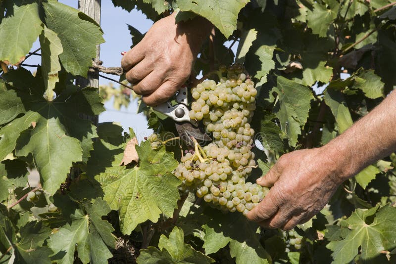 Vintage, Harvest stock image. Image of green, tree, color - 6681131