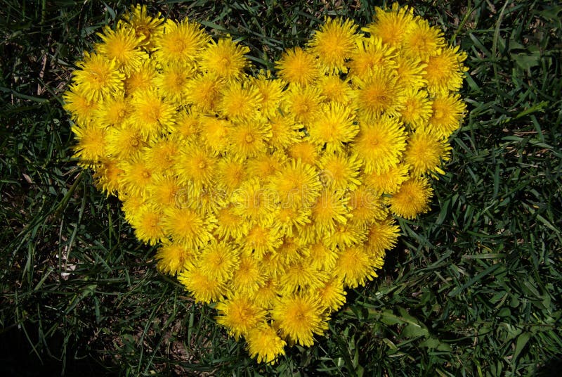 Heart of a Dandelion. Summer Flower Structure. Stock Photo - Image of ...