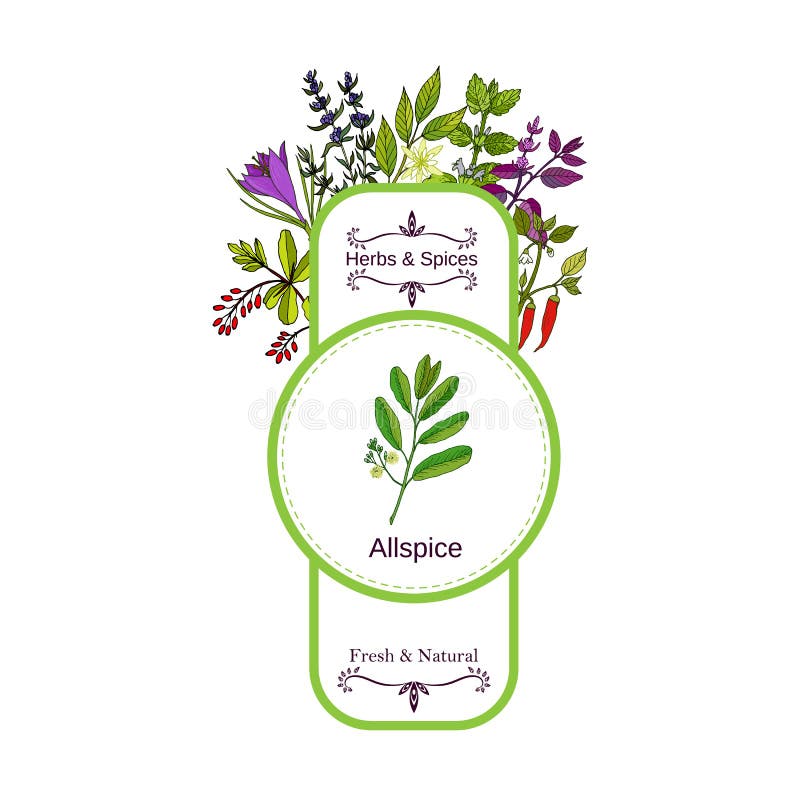 Vintage Herbs and Spices Label Collection. Allspice Stock Vector ...