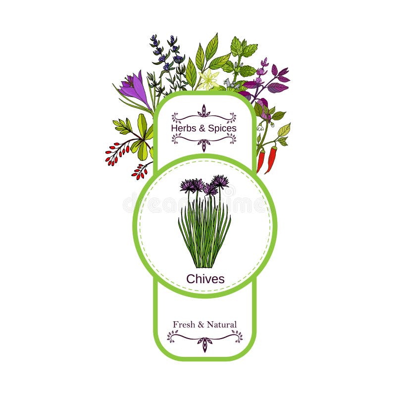 Vintage Herbs and Spices Label Collection. Chives Stock Vector ...