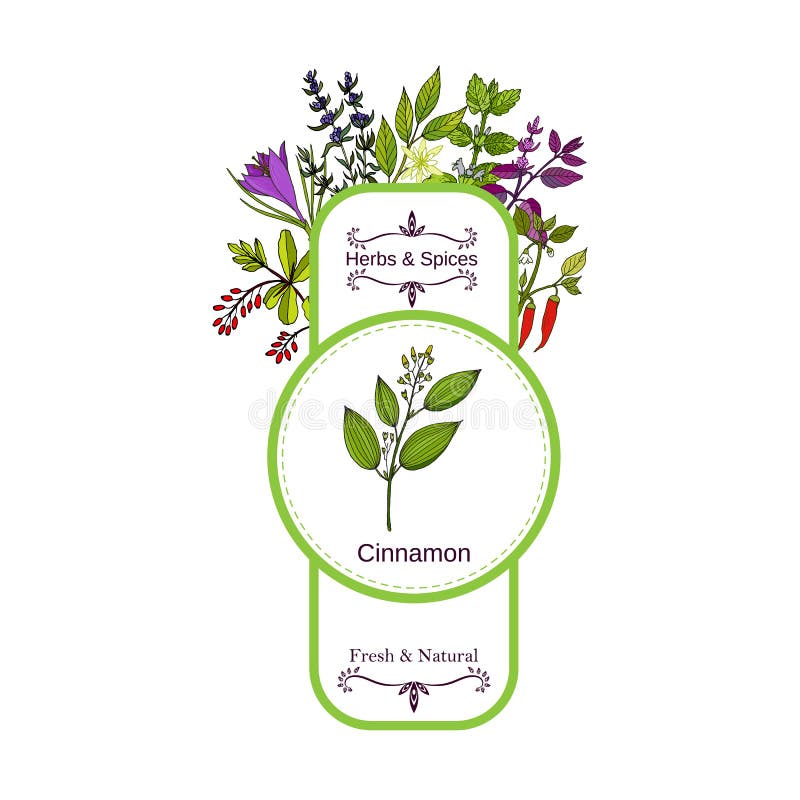 Vintage Herbs and Spices Label Collection. Cinnamon Stock Vector ...