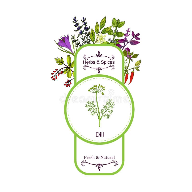 Vintage Herbs and Spices Label Collection. Dill Stock Vector ...