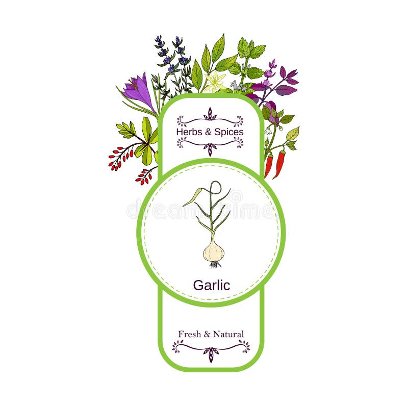 Vintage Herbs and Spices Label Collection. Garlic Stock Vector ...