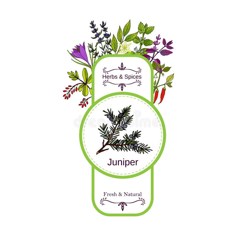 Vintage Herbs and Spices Label Collection. Juniper Stock Vector ...