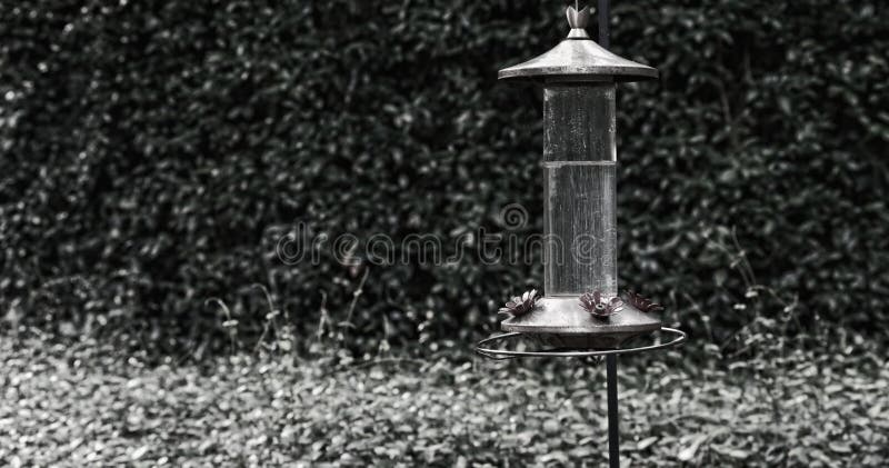 Monochrome Hummingbird Feeder Stock Photos - Free & Royalty-Free Stock ...