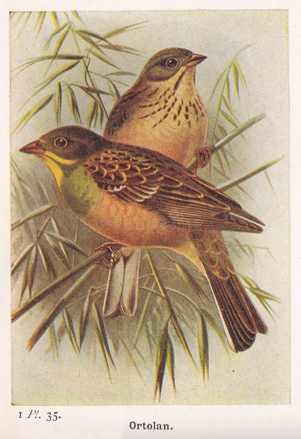 Family Fringillidae Stock Illustrations – 48 Family Fringillidae Stock ...