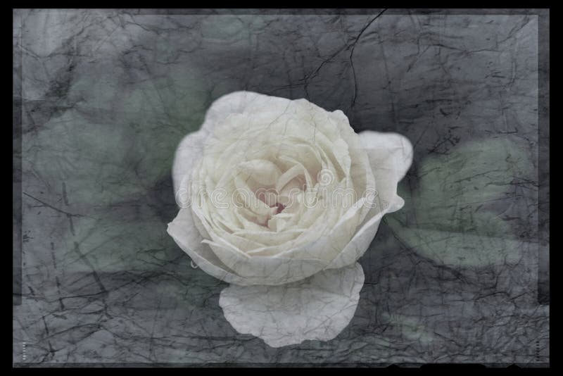 Vintage Image of White Roses Blossom Stock Photo - Image of garden ...