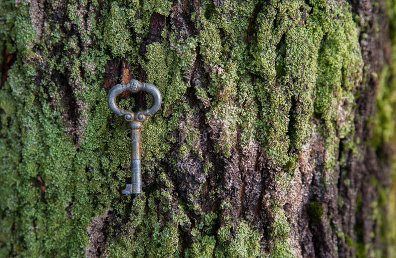 Vintage Iron Key Key Lies on a Moss on a Tree Bark Texture Stock Image ...