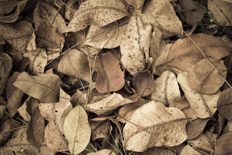 Vintage leaf background stock photo. Image of vintage - 47977456