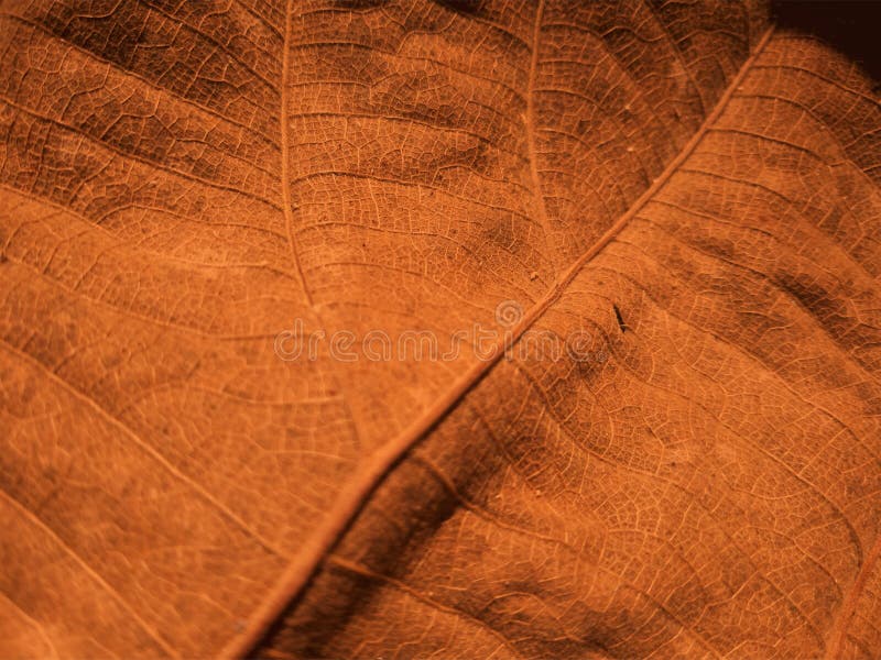 Vintage Leaf Old Texture Background Stock Photo - Image of element ...