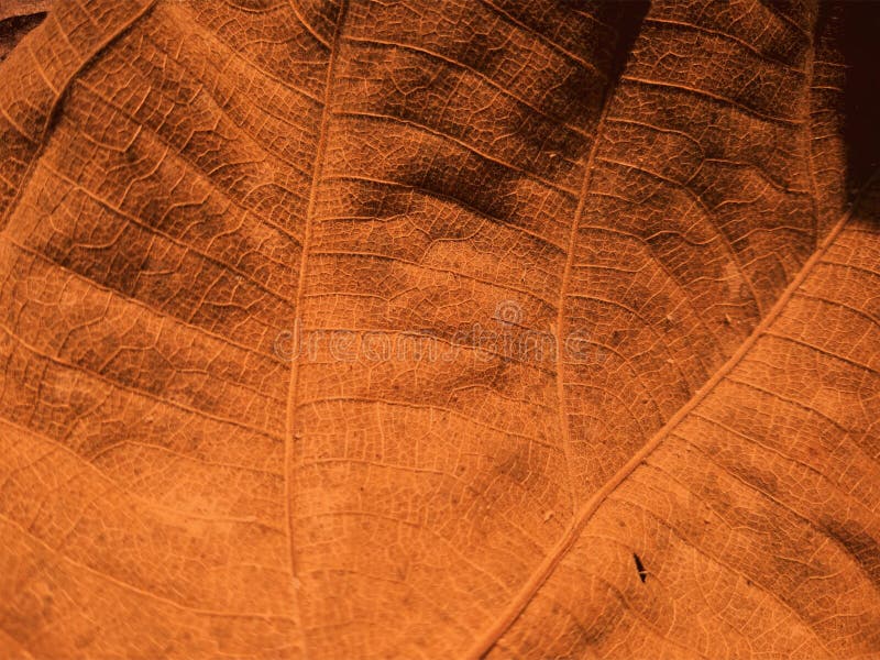 Vintage Leaf Old Texture Background Design Stock Illustration ...