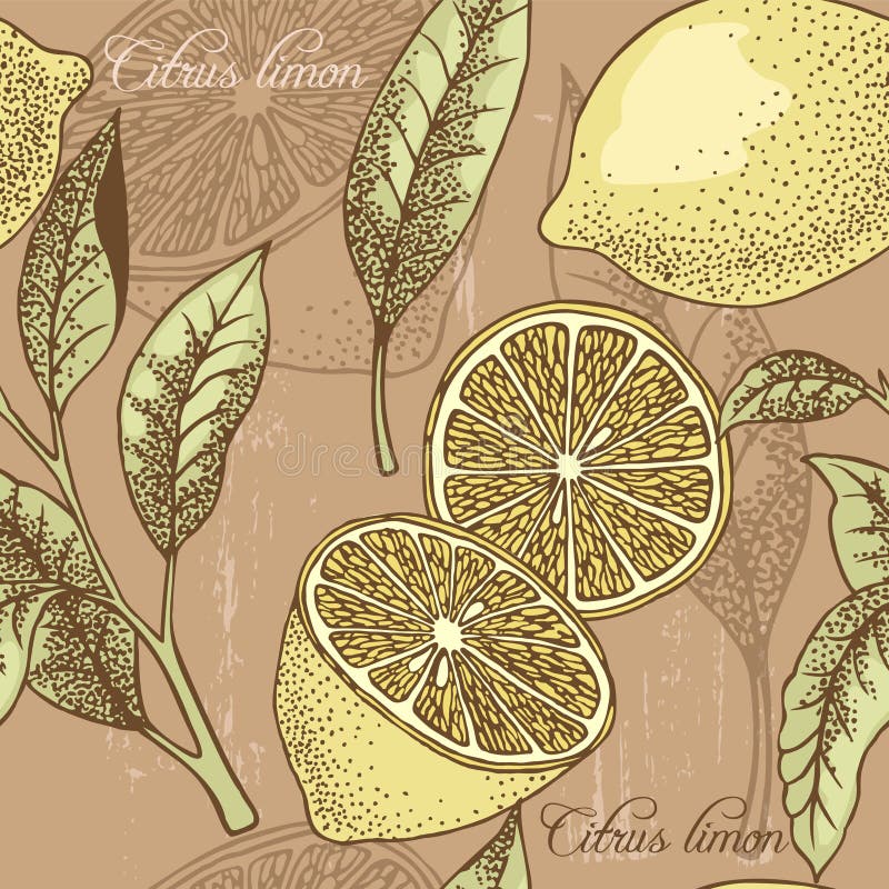 Vintage lemon label stock vector. Illustration of lemon - 23762785