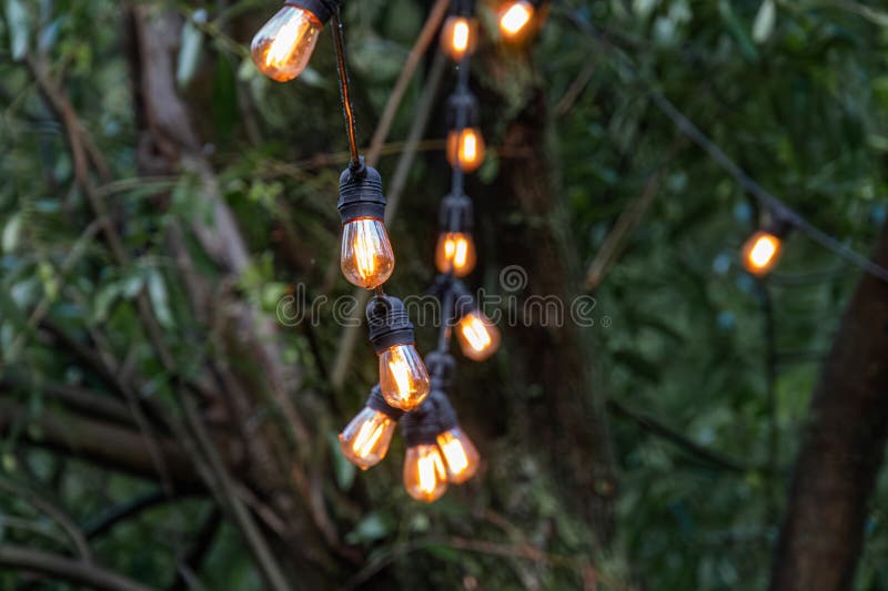 Vintage Light Bulbs on Tree Structure, Clear Glass Casing, Filament ...