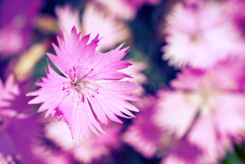 Vintage Little Pink Carnations Stock Photos - Free & Royalty-Free Stock ...