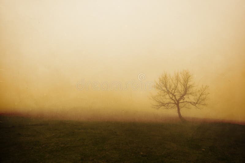 Vintage lonely tree stock image. Image of misty, alone - 48935957
