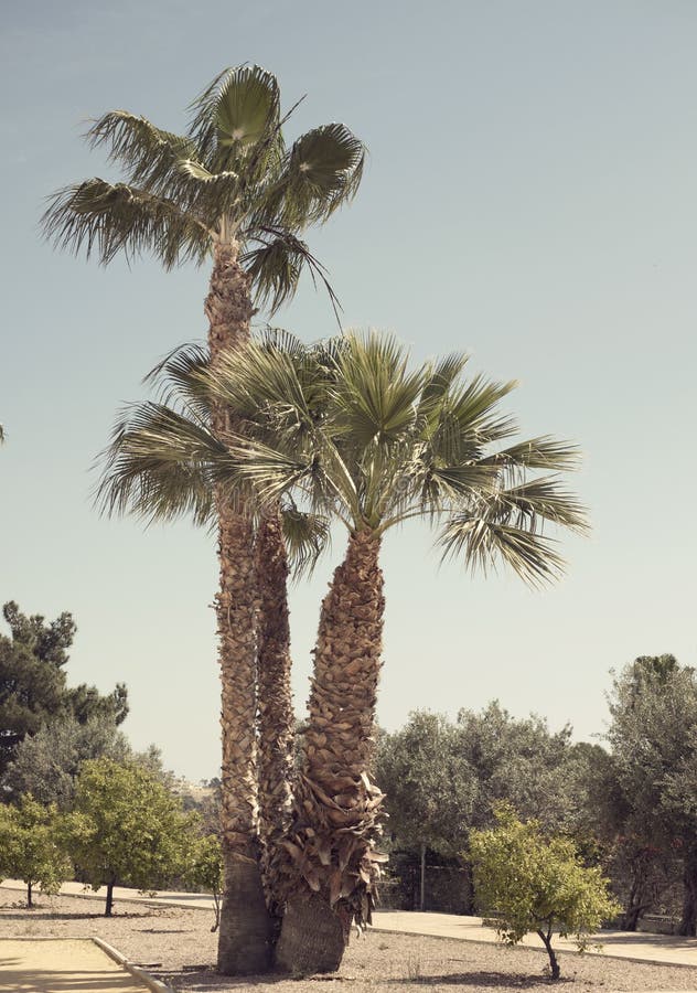 Vintage looking palm trees stock photo. Image of tropical - 146455836