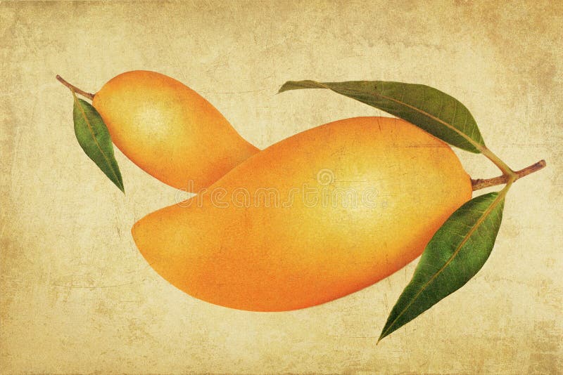Vintage mango stock image. Image of plant, tropical, juice - 31422691