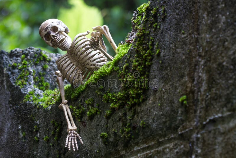 Vintage Model Skeletons on Moss Background Stock Image - Image of ...