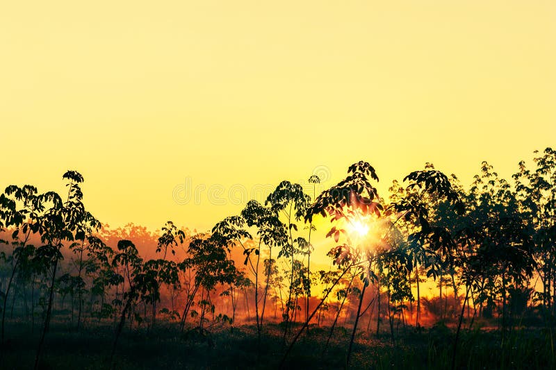 Sunbeam on a Tree in Spring Stock Image - Image of morning, blue: 157748407