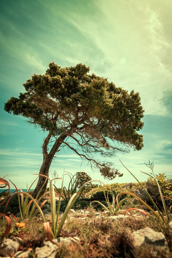 Vintage Nature Design.Old Styled Background Stock Photo - Image of ...