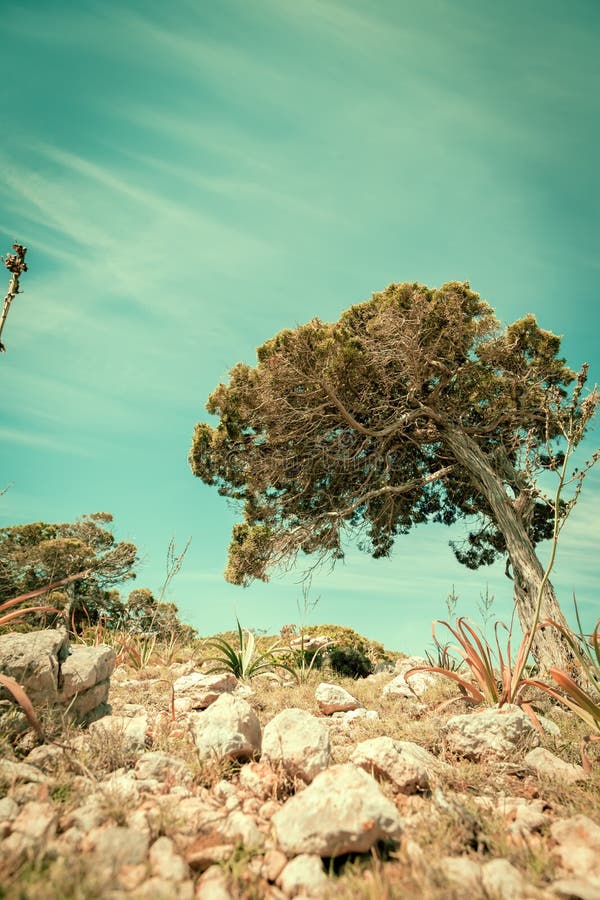 Vintage Nature Design.Old Styled Background Stock Image - Image of ...