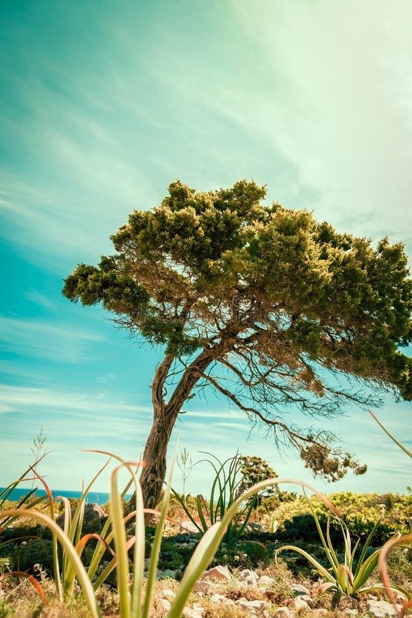 Vintage Nature Design.Old Styled Background. Stock Image - Image of ...