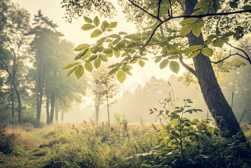 Vintage Nature-Inspired Background Stock Illustration - Illustration of ...